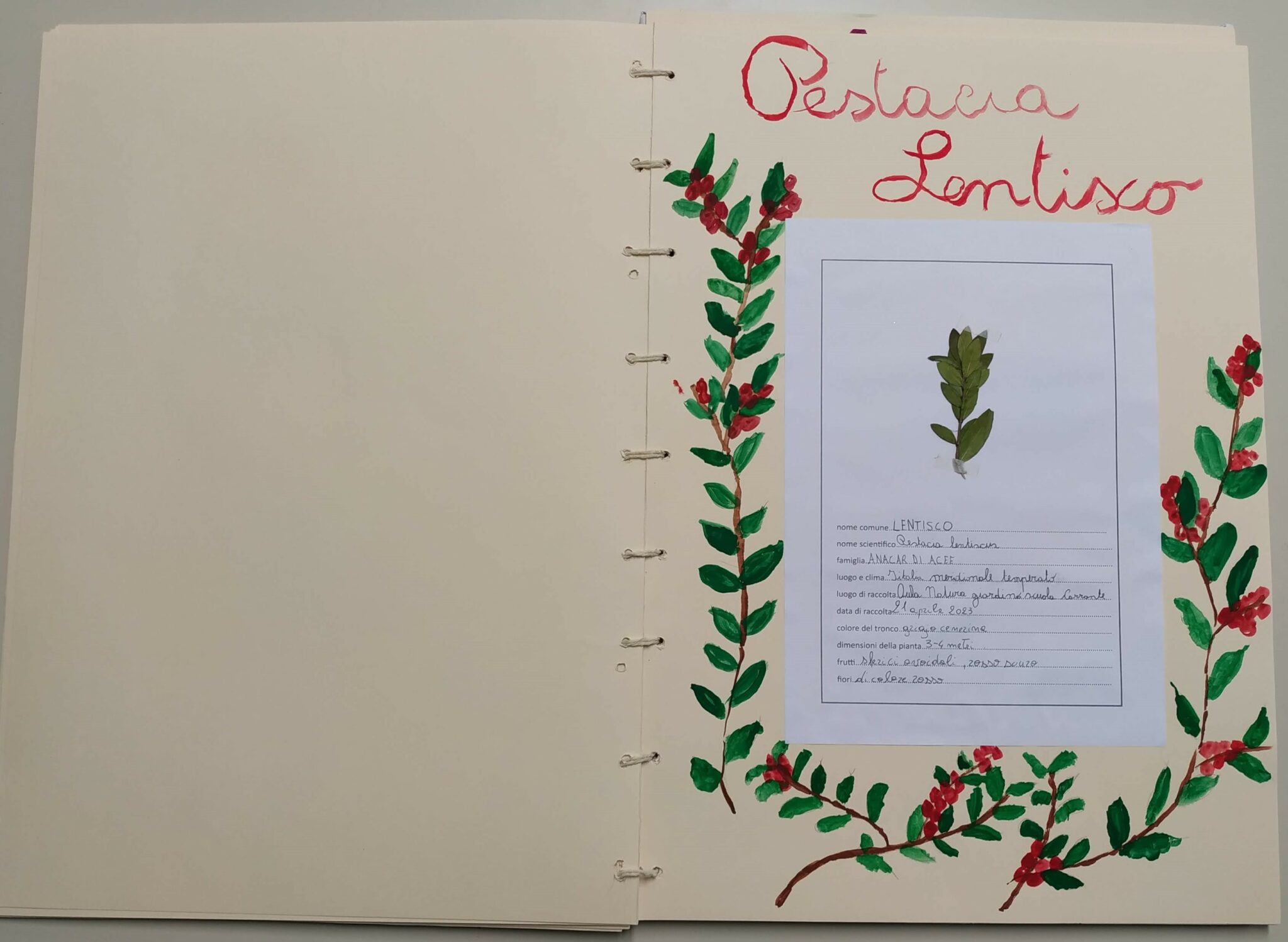 Come realizzare un erbario - Primaria.org - Pillole di conoscenza