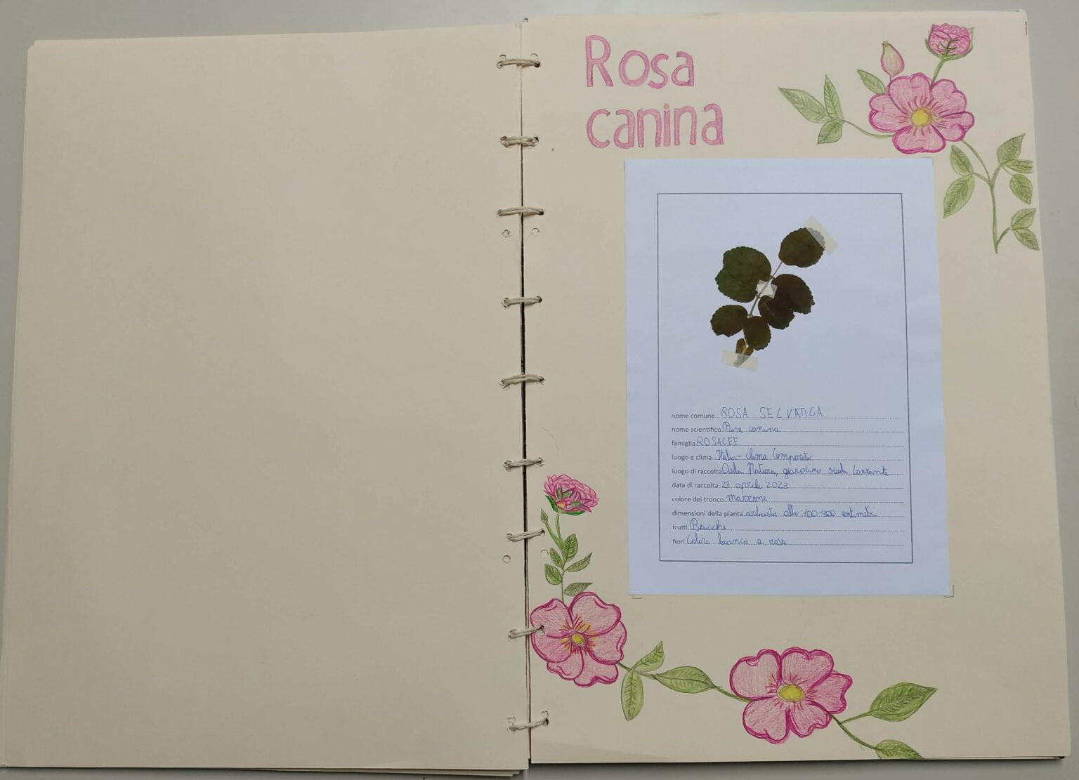 Come realizzare un erbario - Primaria.org - Pillole di conoscenza