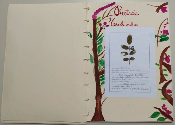 Come realizzare un erbario - Primaria.org - Pillole di conoscenza